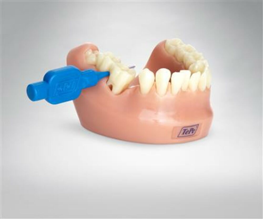 TePe Tooth modell for demonstration 1 x 1 st — SE1